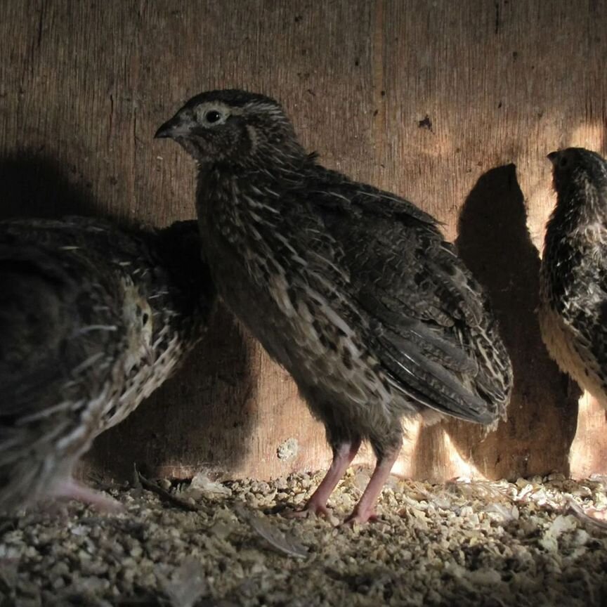 Перепела доставка сегодня