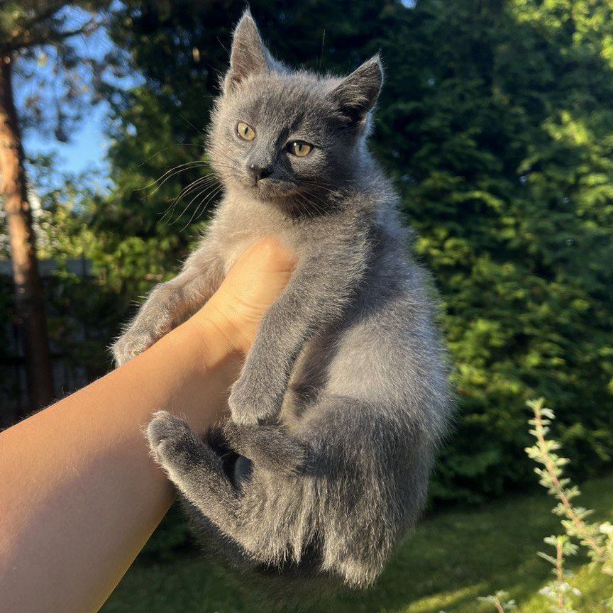Милый котенок, мальчик