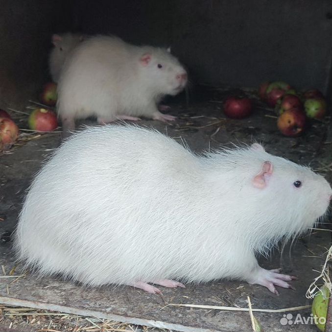 Белые нутрии