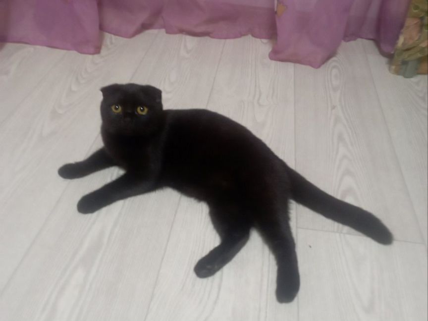 Британский вислоухий