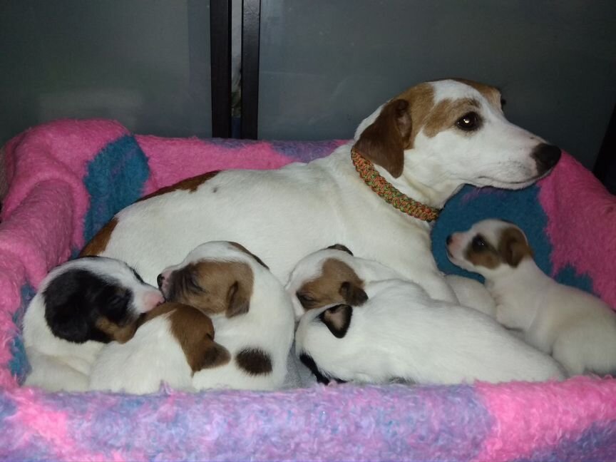 Джек Рассел терьер