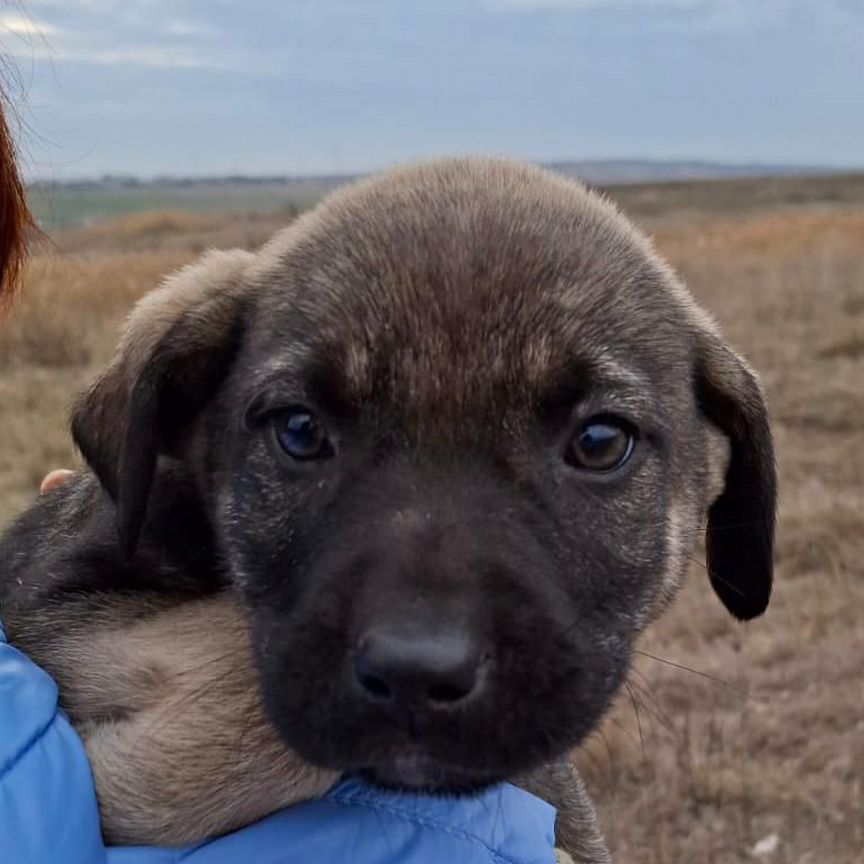 Щенок в добрые руки бесплатно