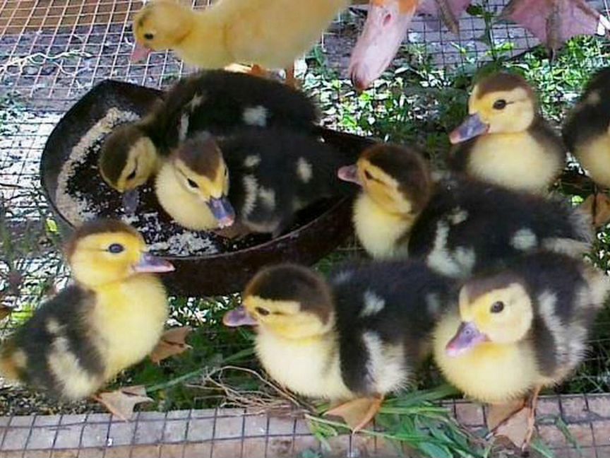Индоутка с утятами