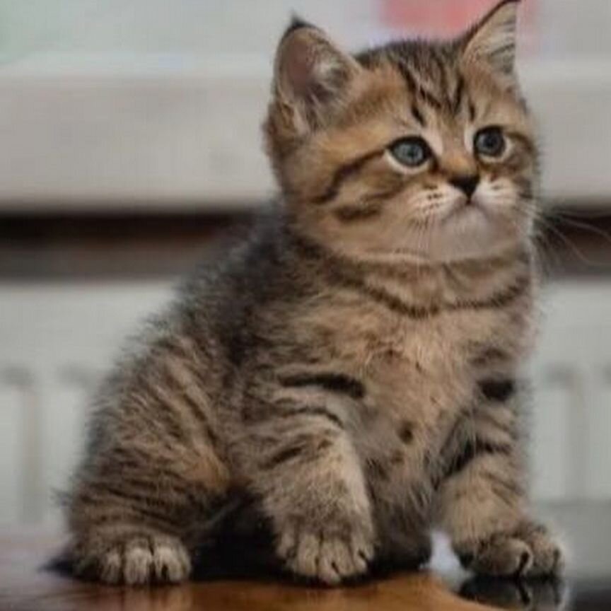 Шотландский прямоухий мальчик