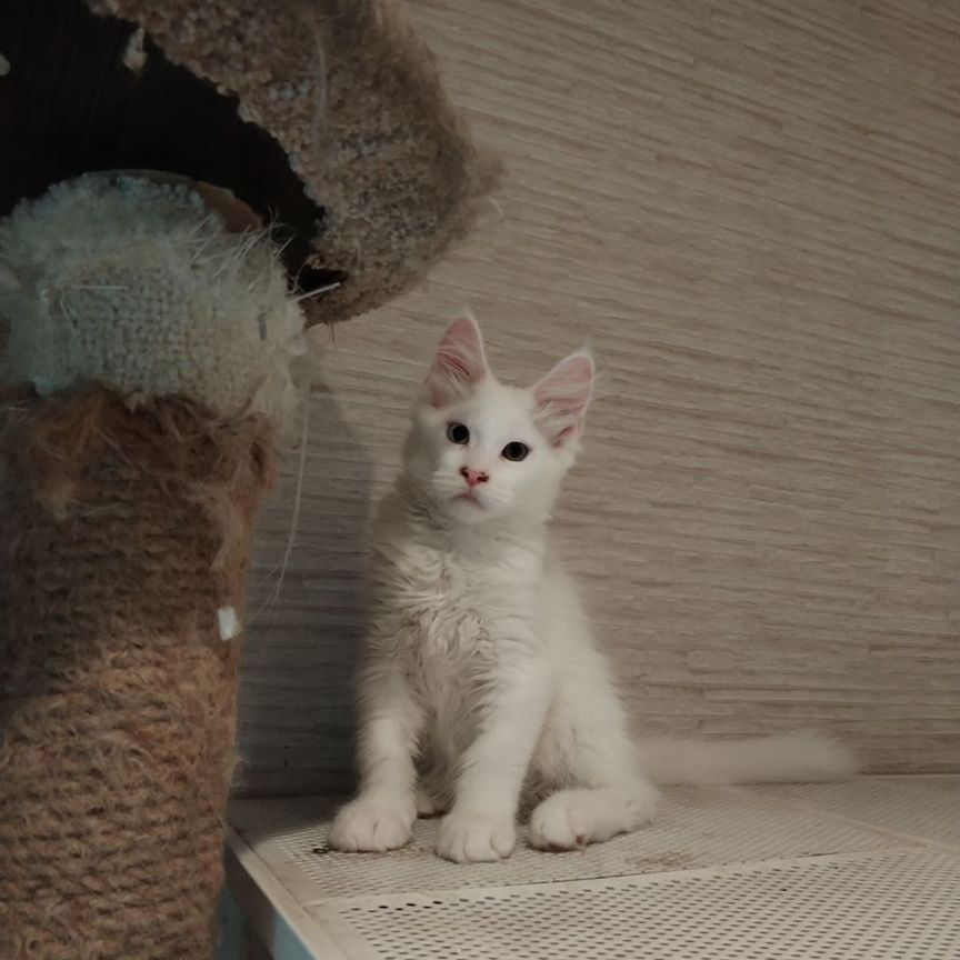 Котята мейн-кун белый, серебро, продажа и бронь
