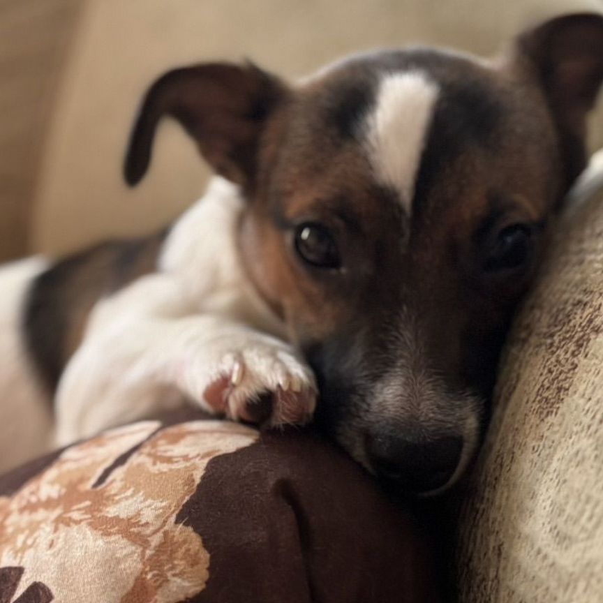 Джек-рассел-терьер, щенок