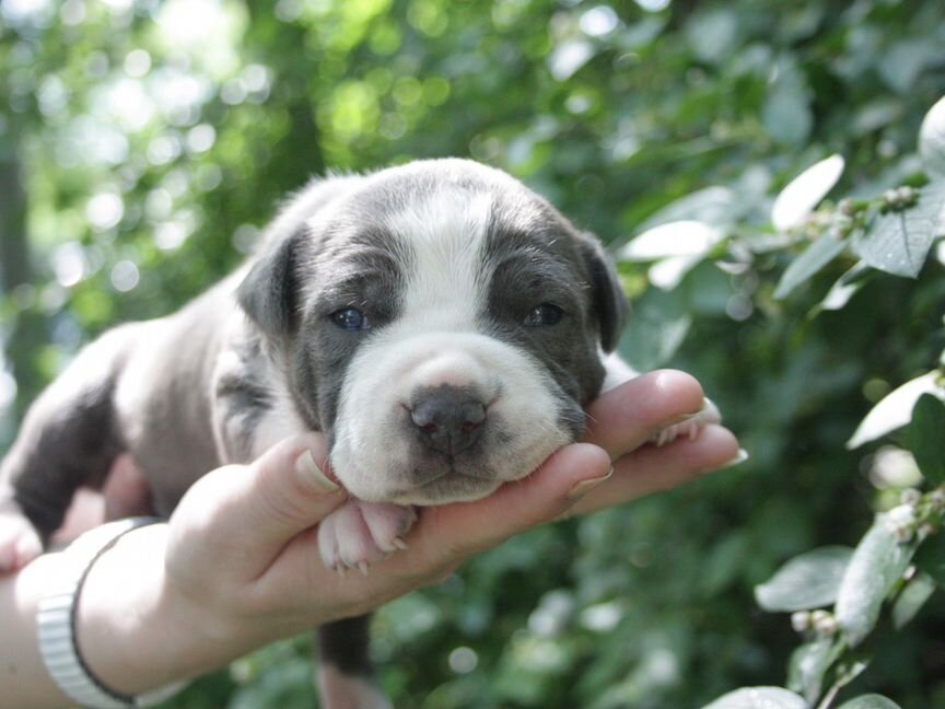 Он, просто мечта