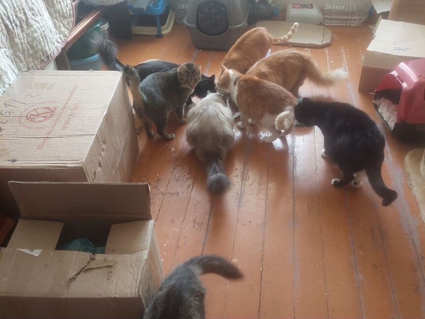 Помощь котикам