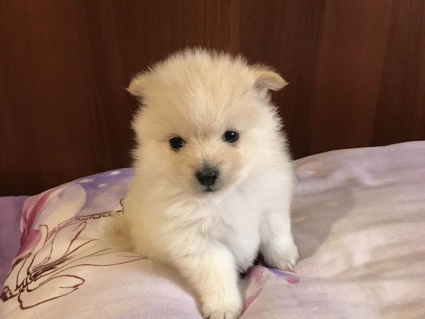 Померанский шпиц медвежьего типа