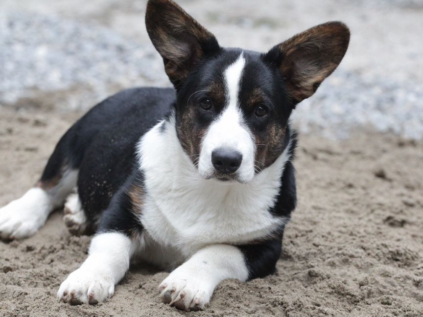 Вельш-корги кардиган