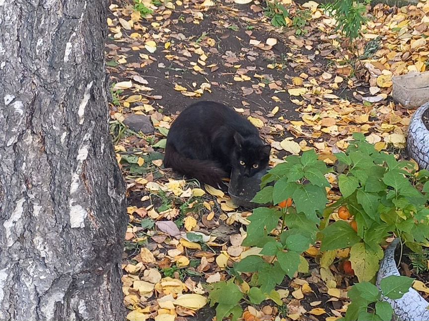 Котики ищут тёплый дом