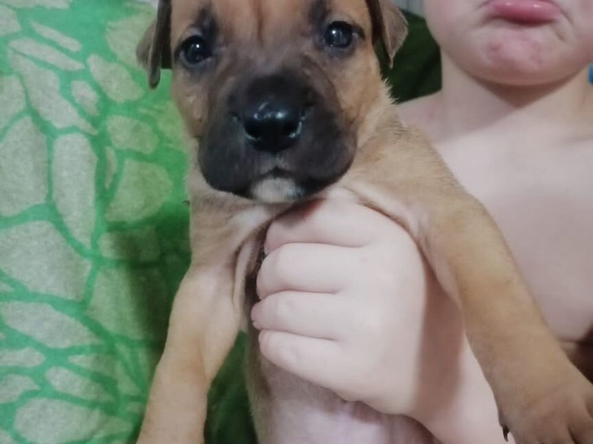 Продам щенят. Мама стафф папа питбуль