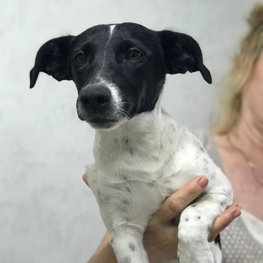 Маленькая собачка метис Джек Рассел терьера