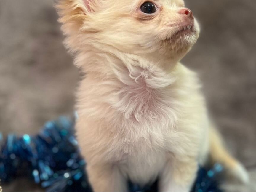 Настоящая Принцесса