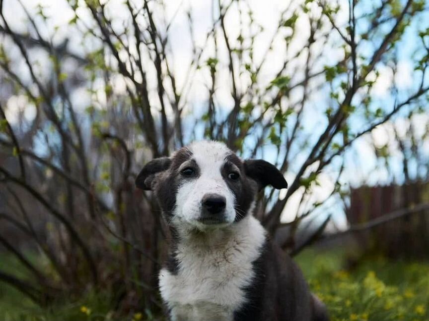 Щеночек девочка ищет дом