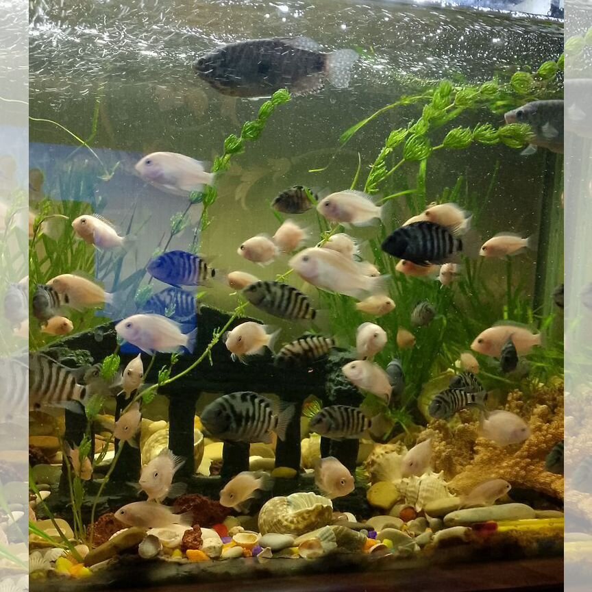 Чернополосая цихлазома и розовые фламинго