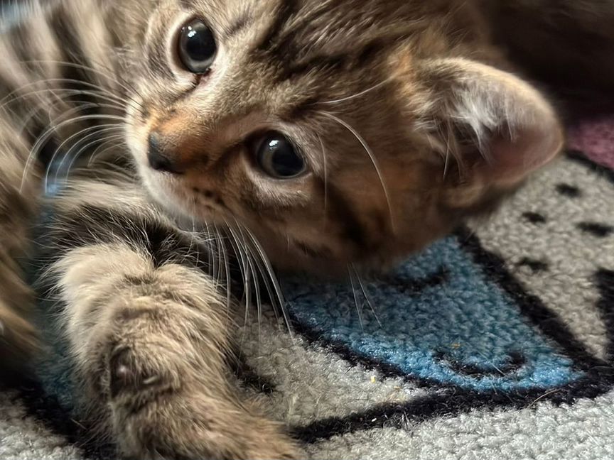 Очаровательные котятки девочки