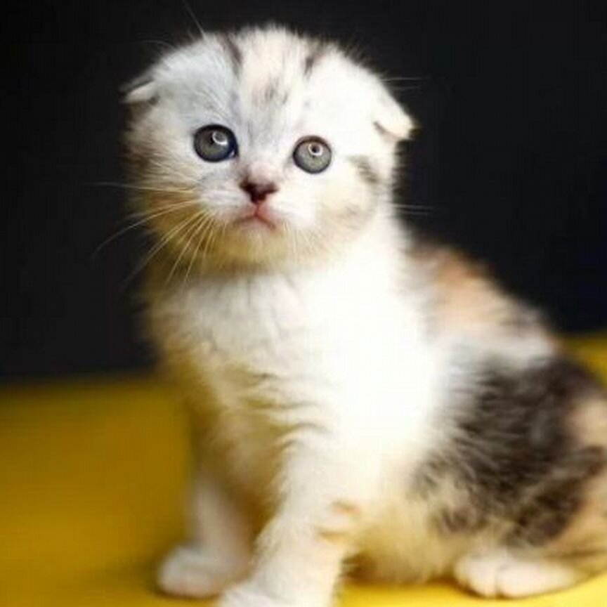 Шотландская вислоухая