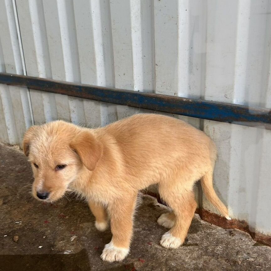 Щенок в добрые руки