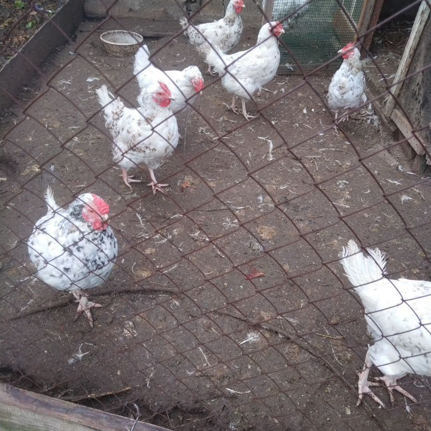 Куры несушки продам
