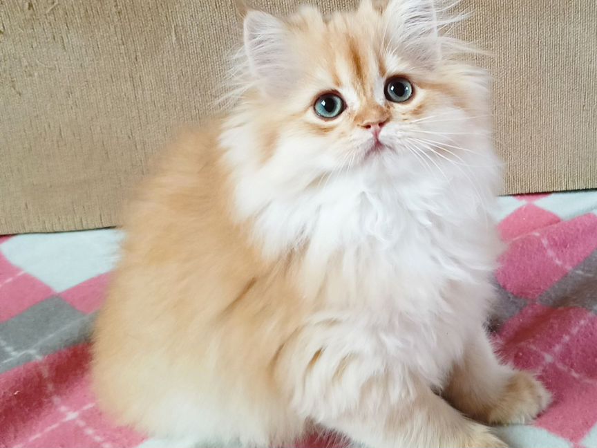 Британский котик редкого окраса