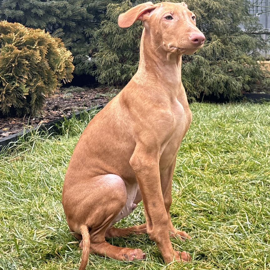 Фараонова собака, щенок