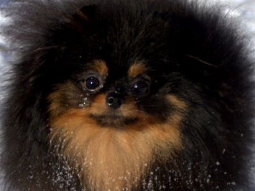 Померанский шпиц для вязки