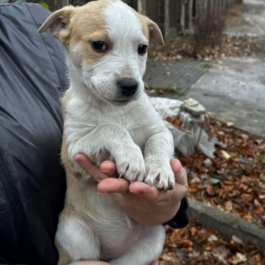 Щенок Злата в добрые руки