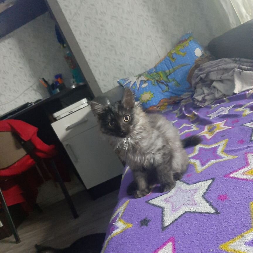 Котята в добрые руки даром