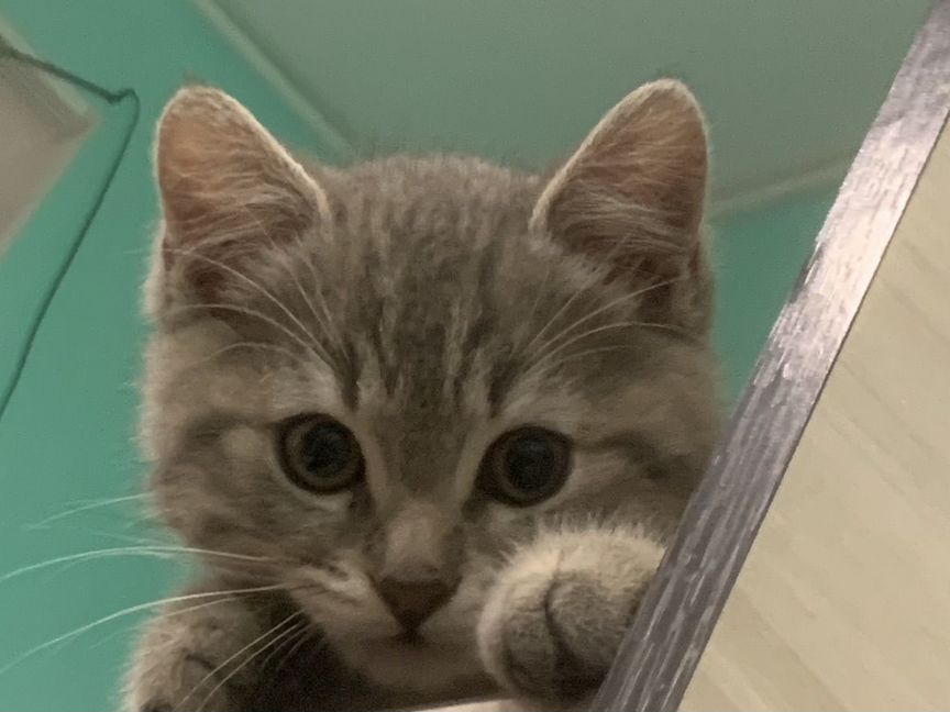 Котик в добрые руки