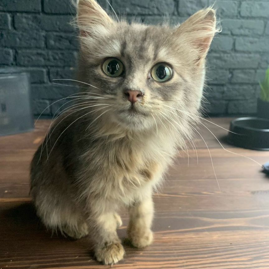 Котенок девочка в добрые руки