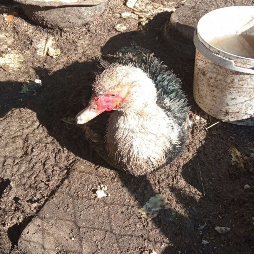 Индоутки для разведения,от 16 утят