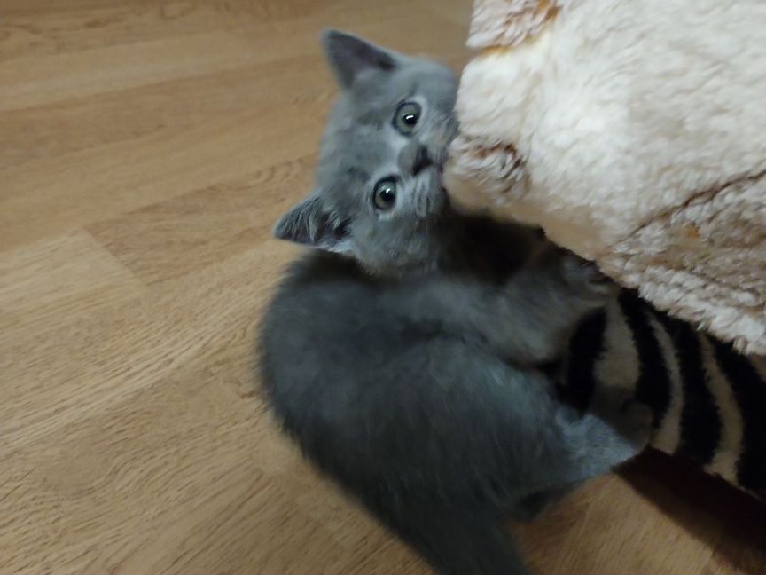 Британские вислоухие котята серые
