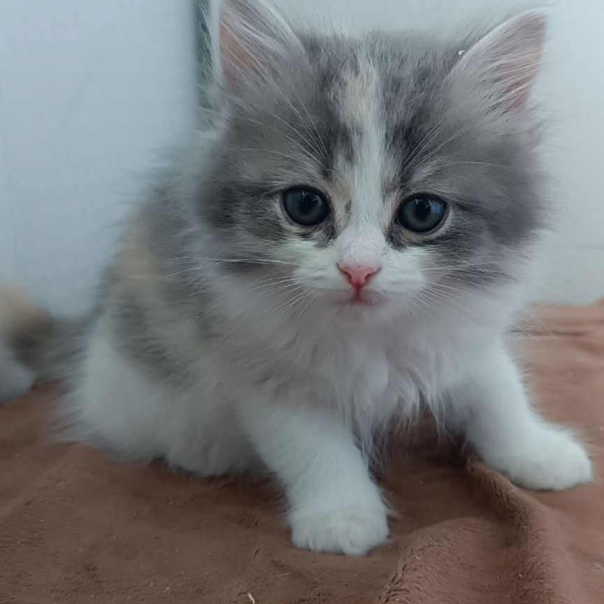 Котёнок от частного владельца
