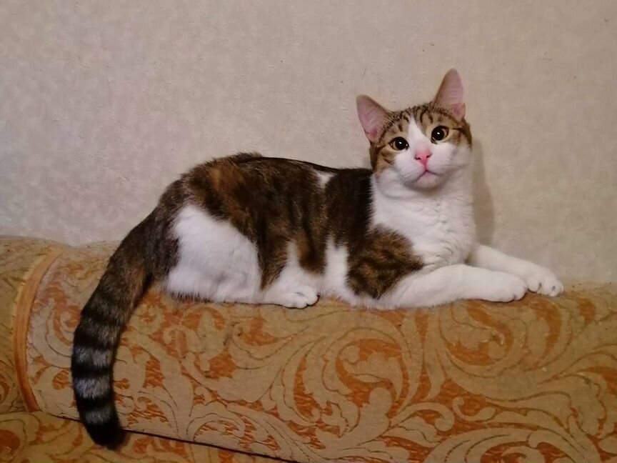 Котик в дар