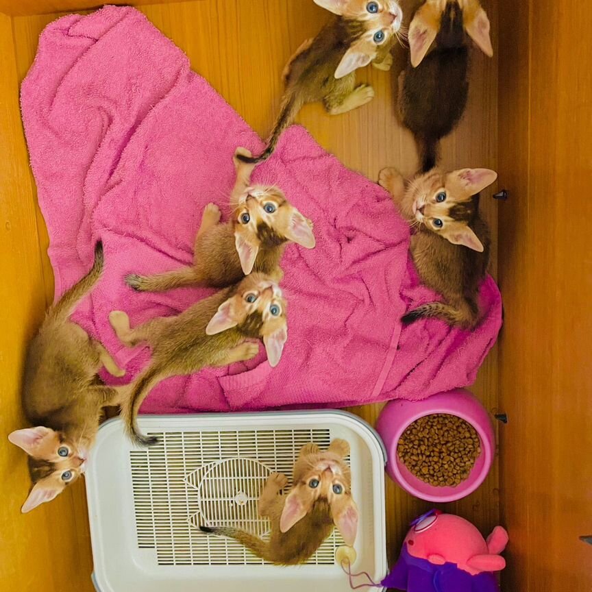 Котята