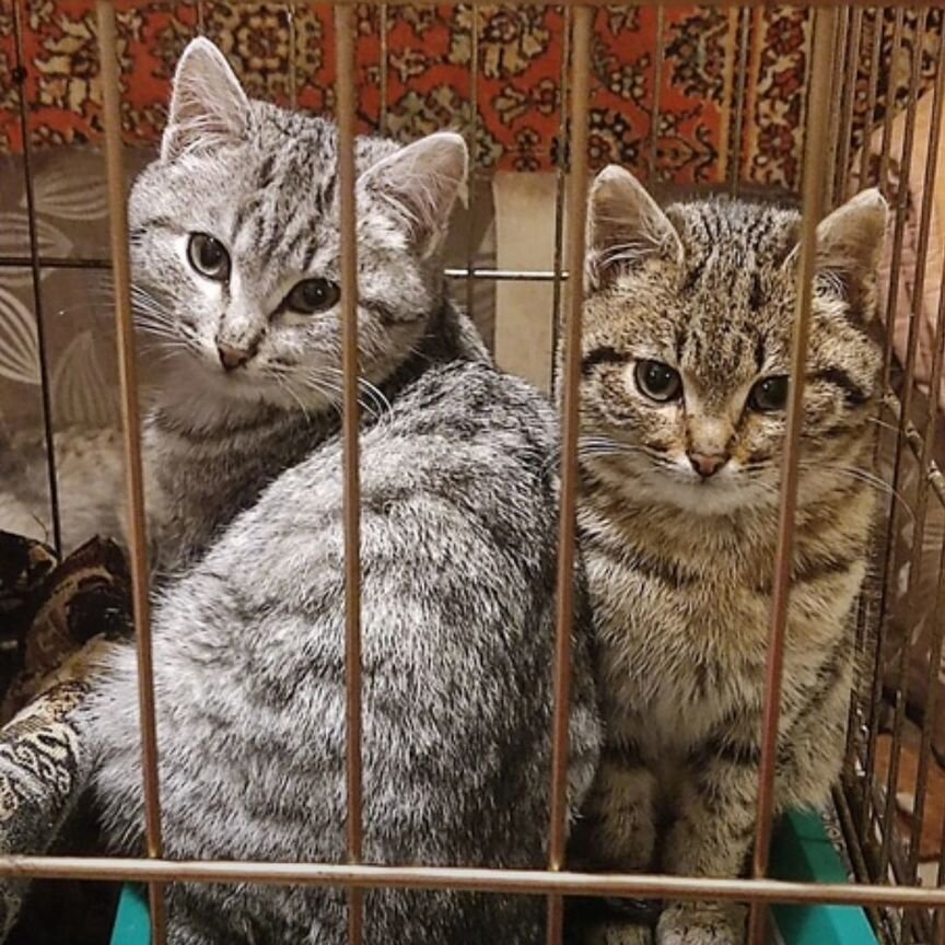 Котята-совята, 5 мес