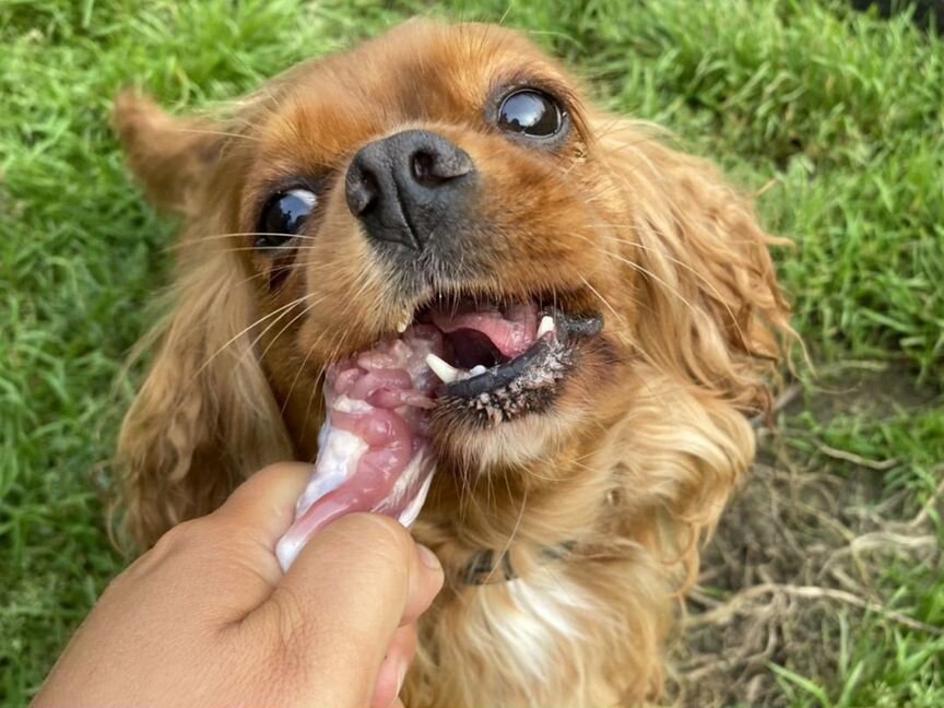 Готовый рацион для собак