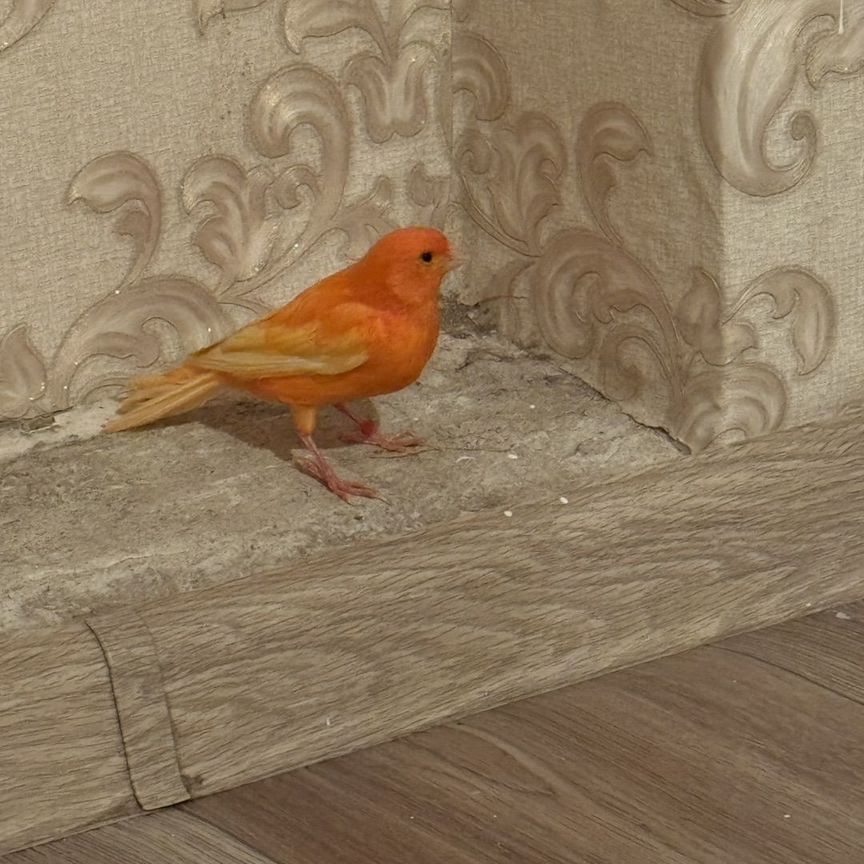 Канарейка самка