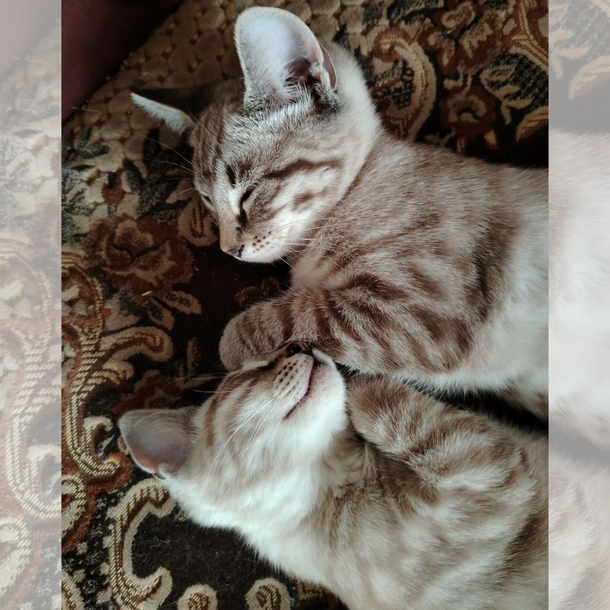 Котята