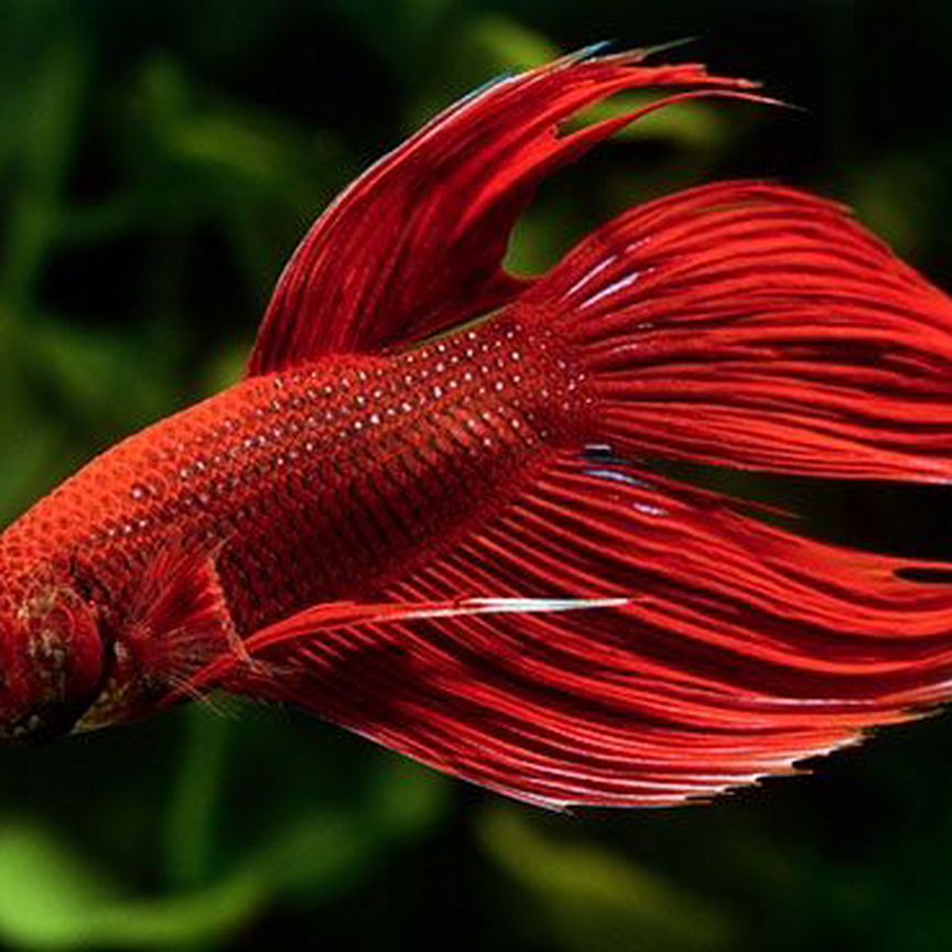 Рыбка петушок красный