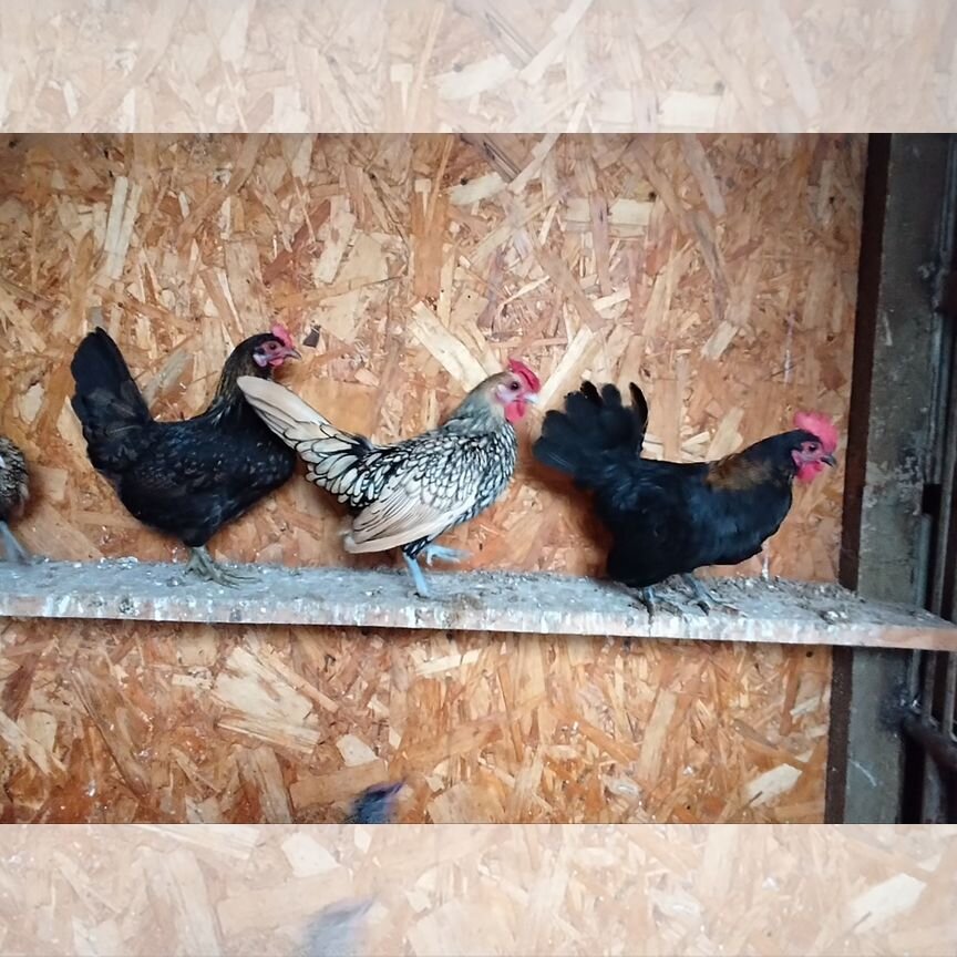 Куры и петухи бентанки