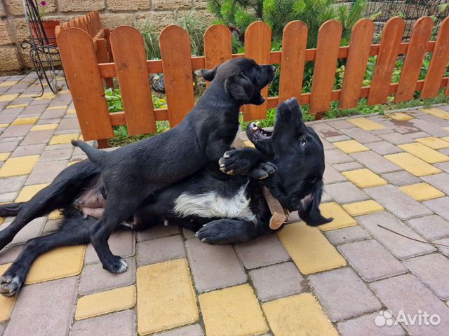 Щенок лабрадора (не чистокровный)