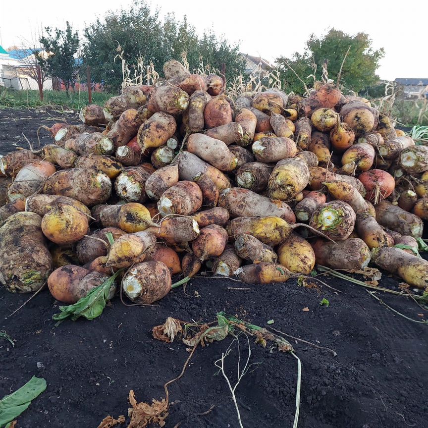 Свекла кормовая