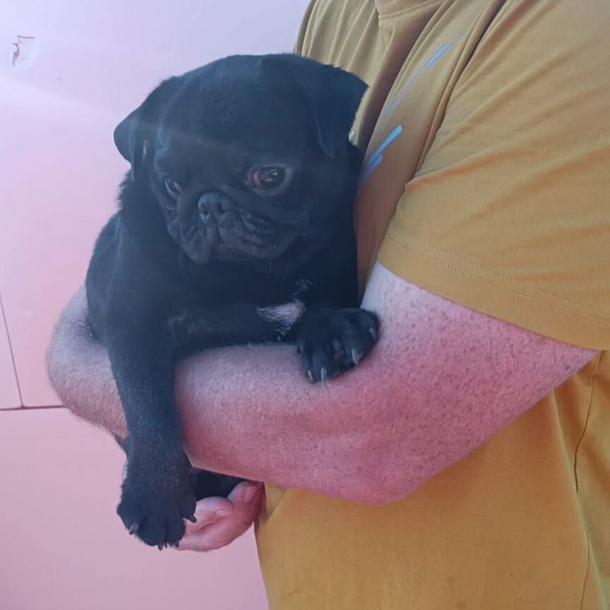 Черный мопсик
