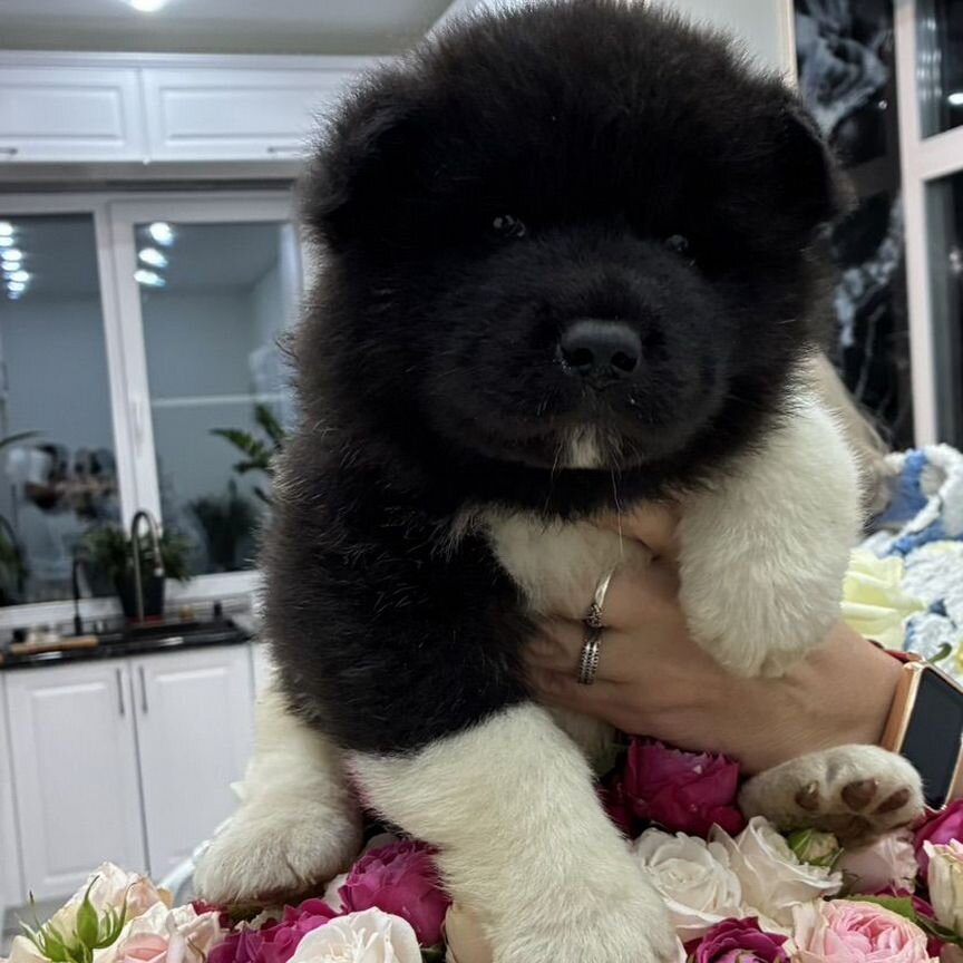 Американская акита, щенок