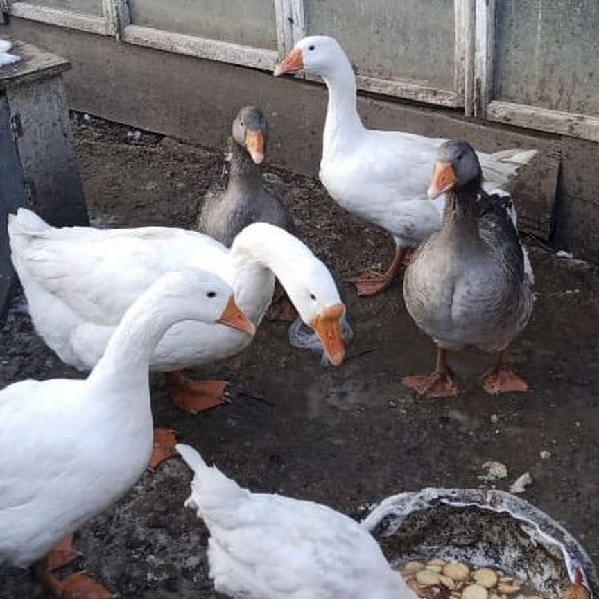 Живые гуси