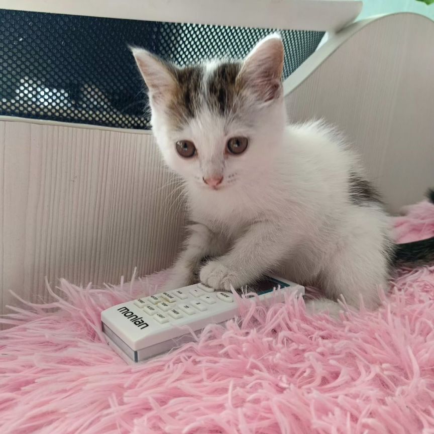 Котенок