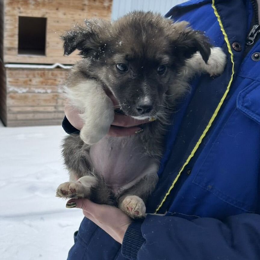 Щенок в добрые руки