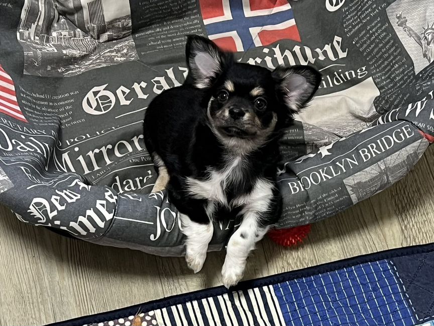 Чихуахуа очаровательная девочка